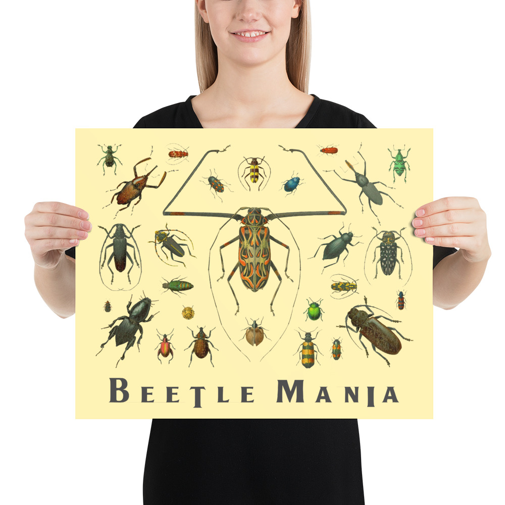 Beetle Mania Poster | Ento Store