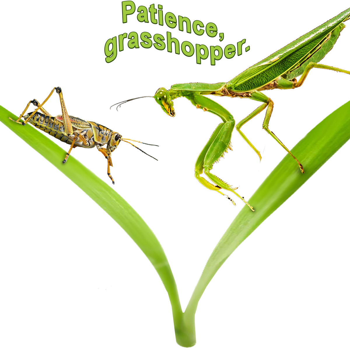 Ento Store | Ento Store